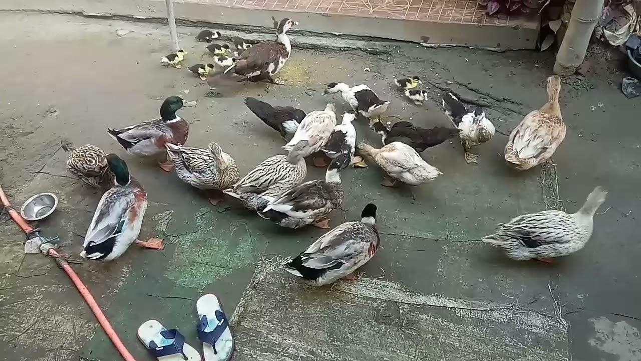 Mocavy Duck ,pati duck,Guena fwol Northeast India Assam Tezpur ...