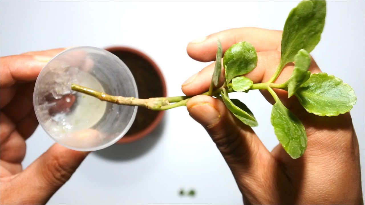 how to make Natural Rooting Hormone for Any Plants - YouTube