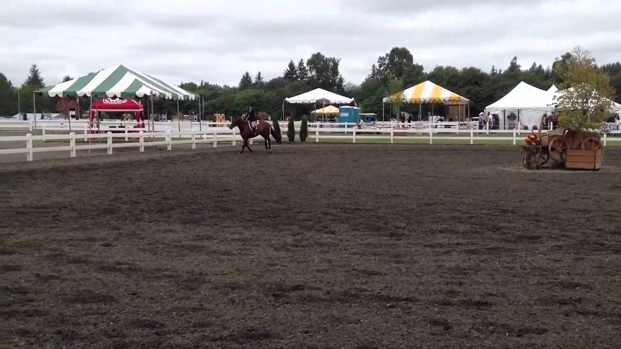 Oregon Trail Horse Show round 4 - YouTube