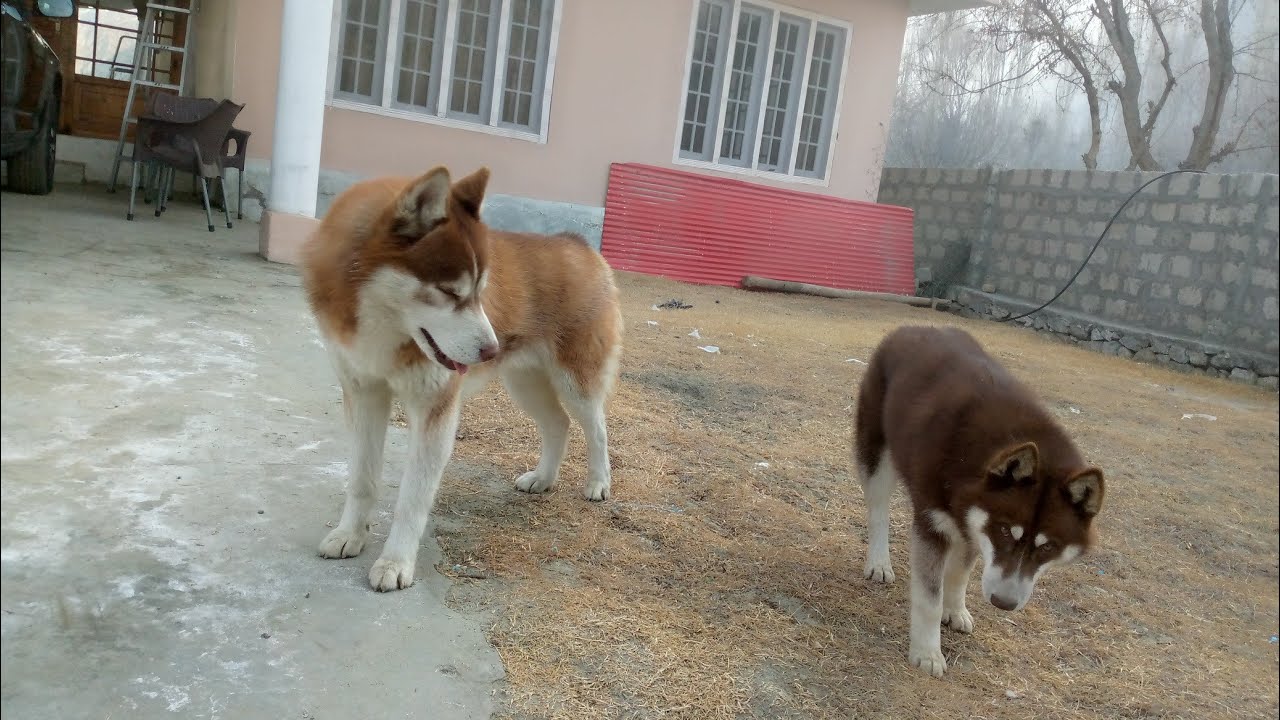 Siberian Husky Male Dog vs female dog loving scene ||Yak VS Cow|| - YouTube