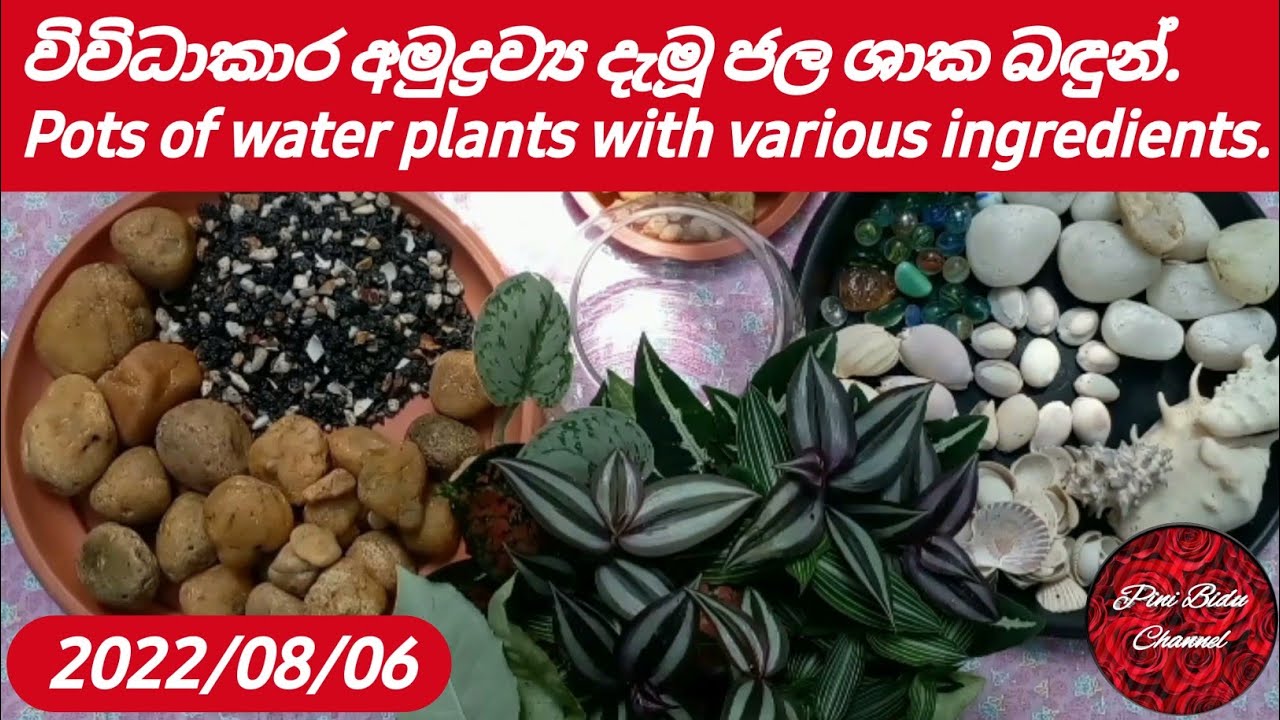 විවිධාකාර අමුද්‍රව්‍ය දැමූ ජල ශාක බදුන්.Water plants with various ...