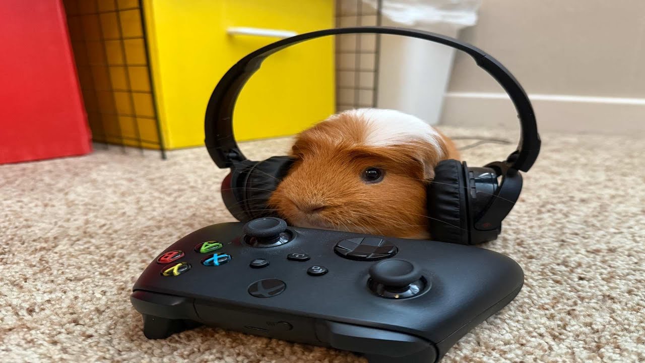 Gaming with my guinea pigs - YouTube