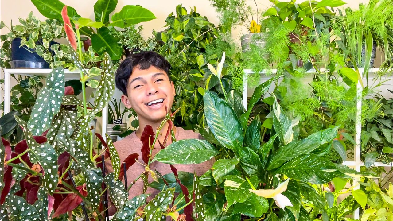 Top Favorite Houseplants of July 2021 | Begonia Maculata, Hoya Compacta ...