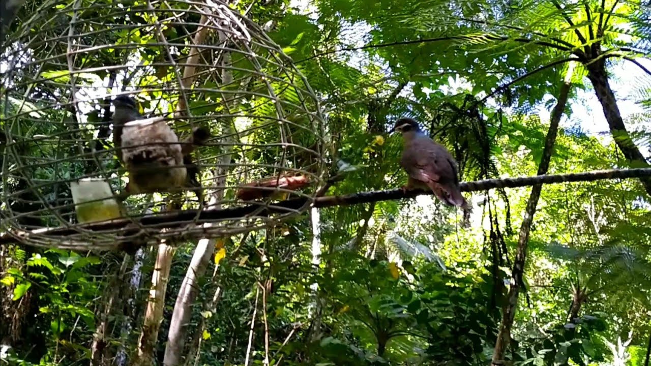 alimokon hunt#9 nakahuli na naman si alagang pahak ng apat #catch #hunt ...