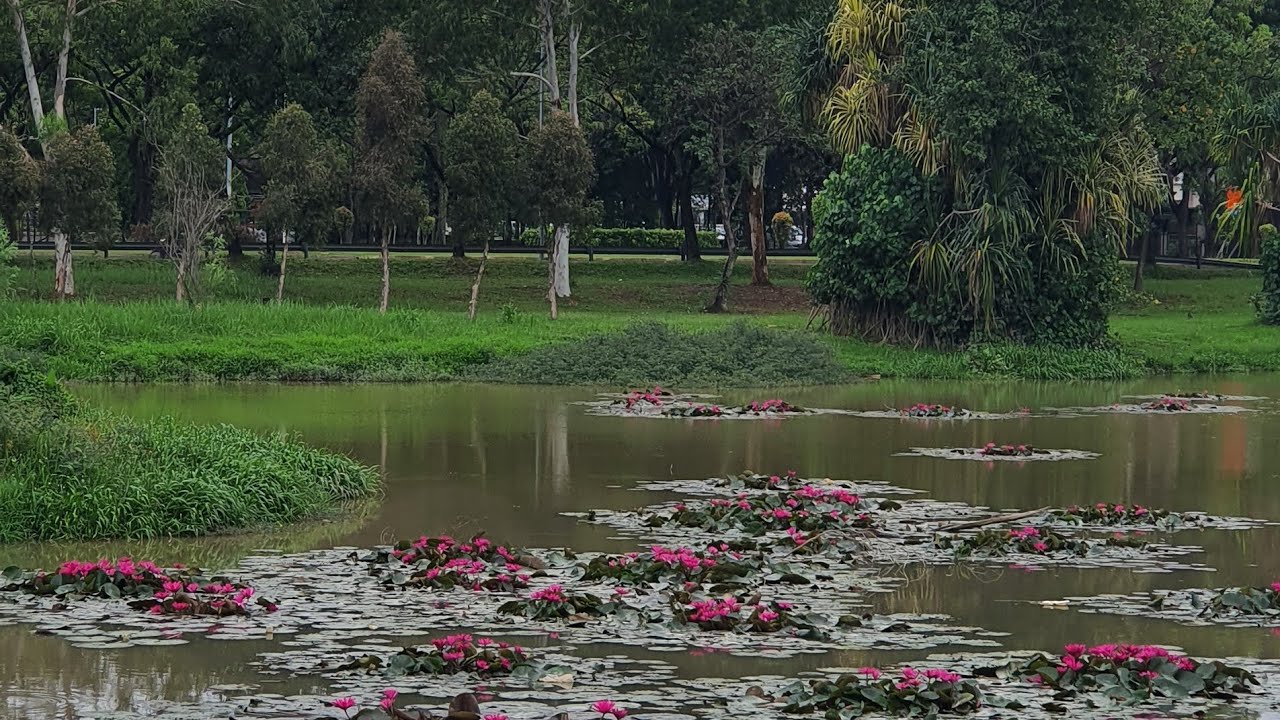 lotus in lake setia alam park #lotus #setiaalam - YouTube