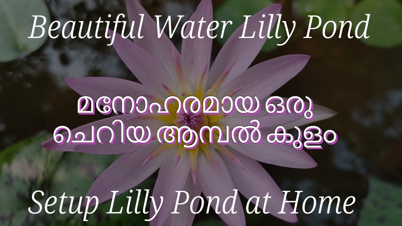 Beautiful Water Lilly Pond Setup | Fish Pond with Lillie's | Lilly Fish ...