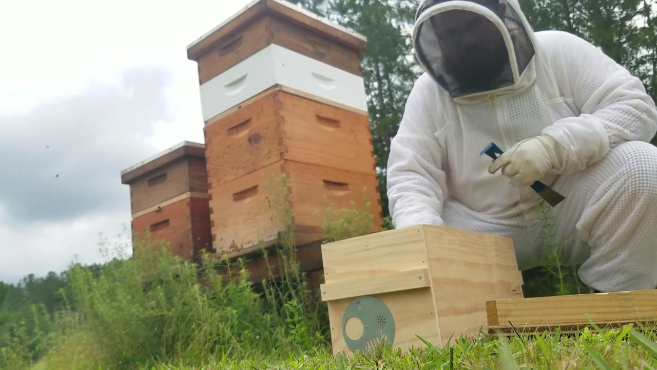 Making a shook swarm - YouTube