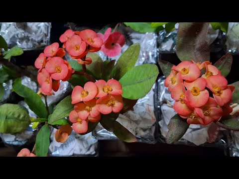 Rengarenk milller ve yeni türler 05330217295 vatsaptan sipariş oluşturabilirsiniz 