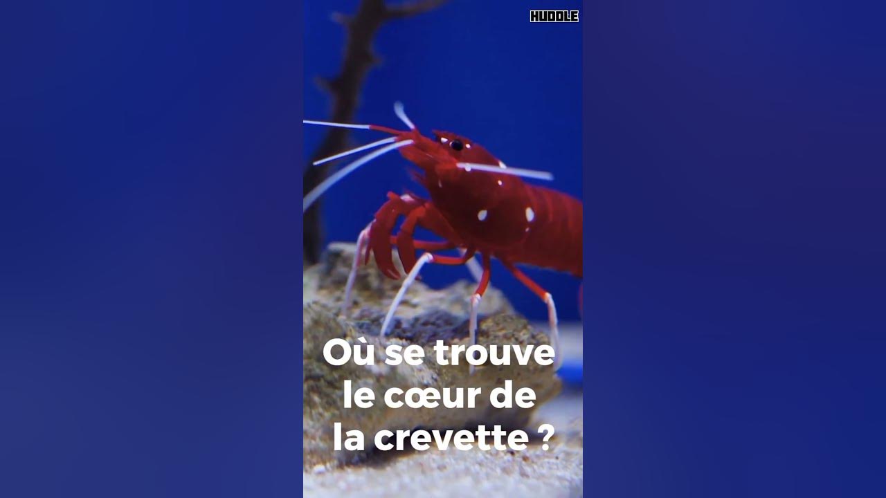 Où Se Trouve Le Cœur De La Crevette Youtube