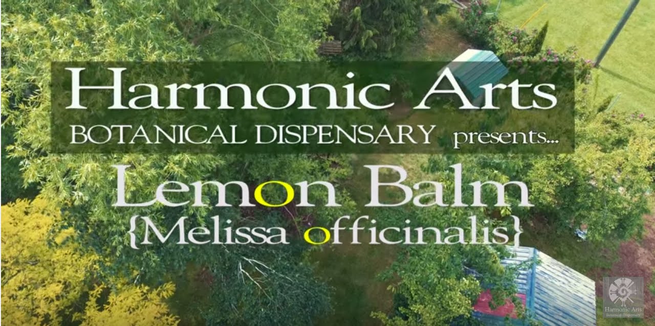 Lemon Balm | Herb of the ages | Yarrow and Terry Willard - YouTube