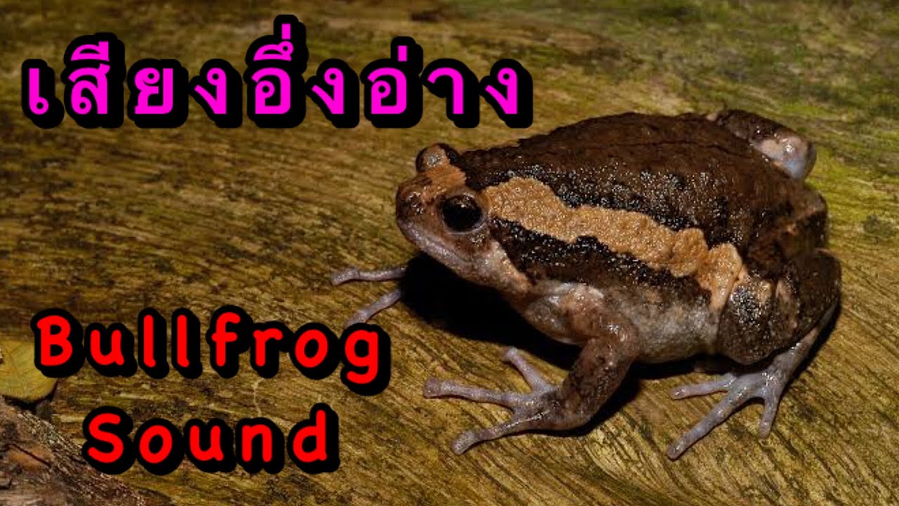 เสียงอึ่งอ่าง Bullfrog Sound - YouTube