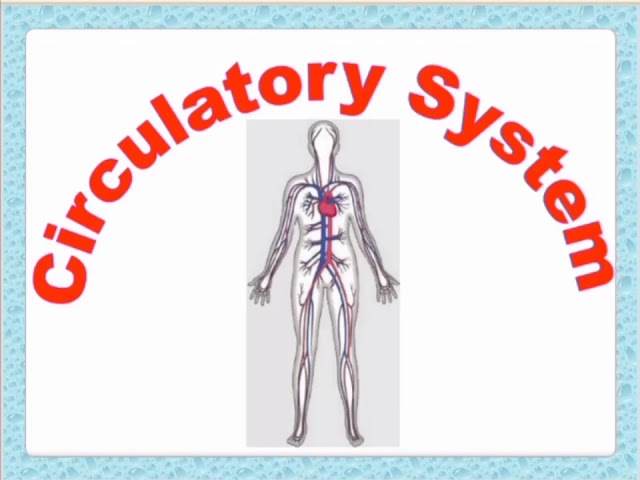 Circulatory System Ppt An Overview Of The Cardiovascular And Blood