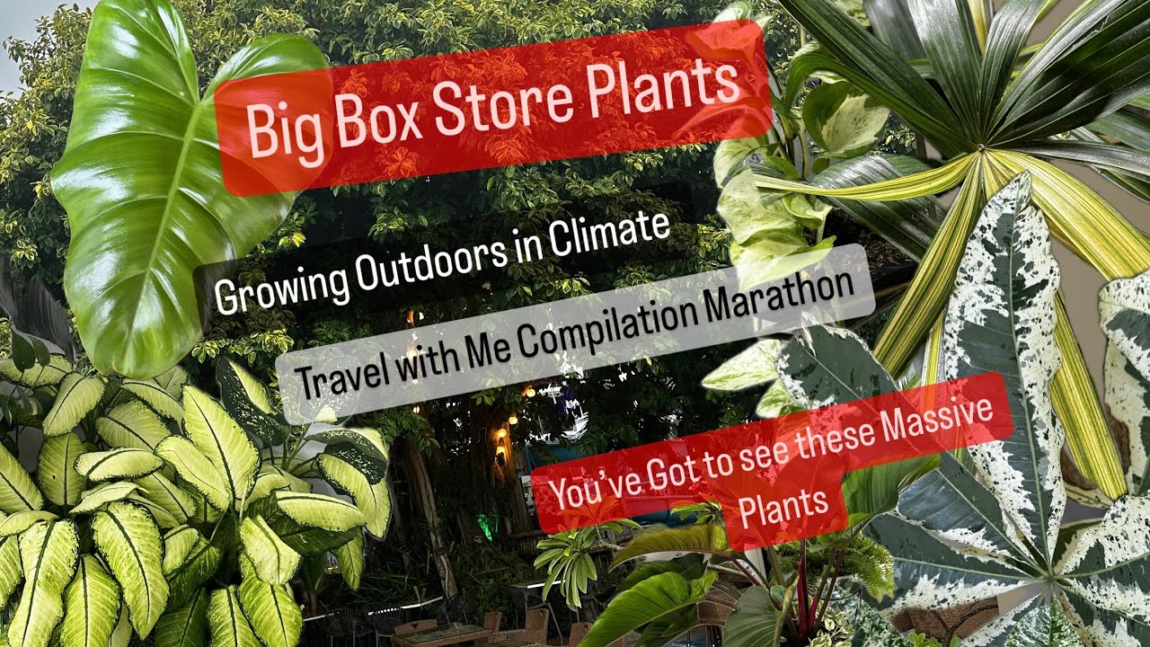 Big Box Store Plants Indoor Plants Growing Outdoors Native Climate ...