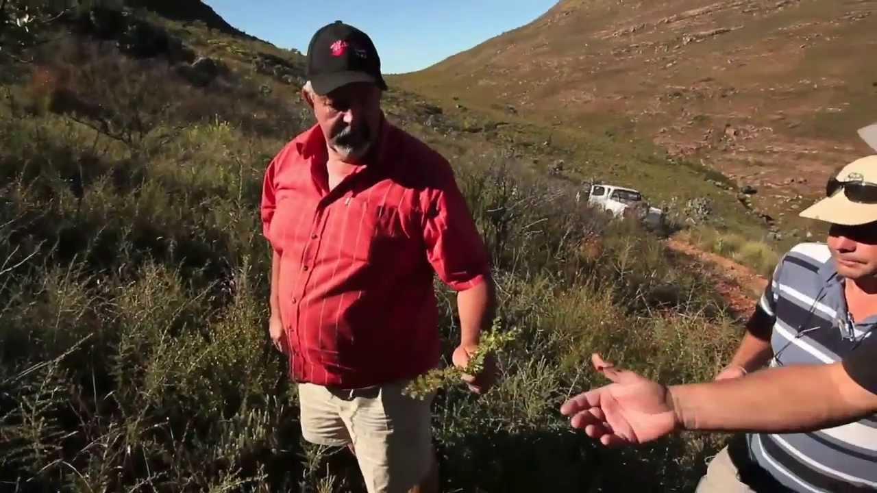 Boegoeberg Picking boegoe - YouTube