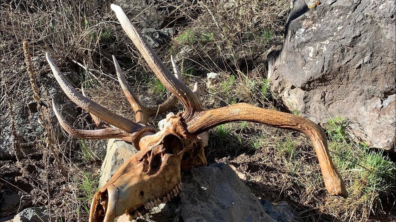 New Mexico Elk Sheds Part 3 Brandon Pitcher ( Brant Shaw ) Massive ...