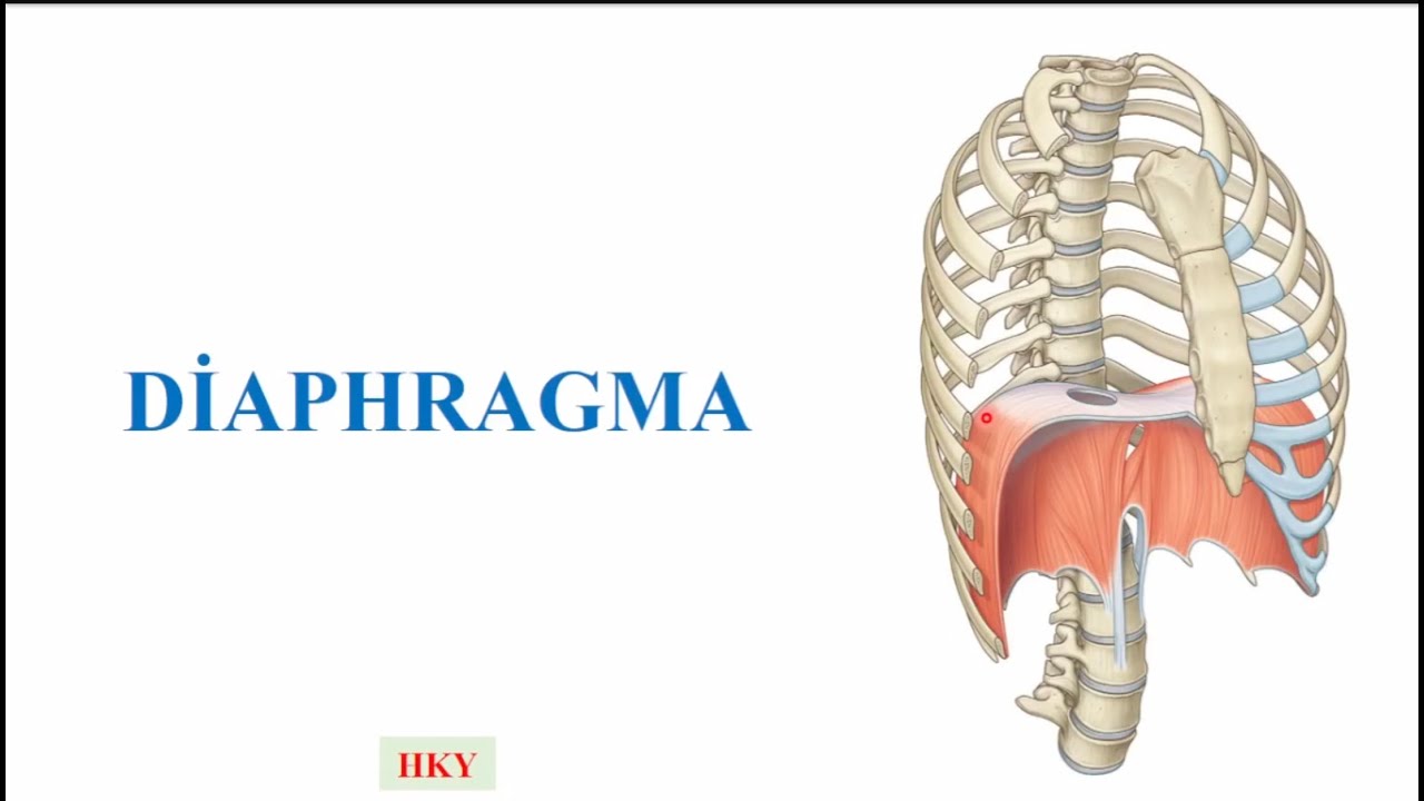 7- Diaphragma - YouTube