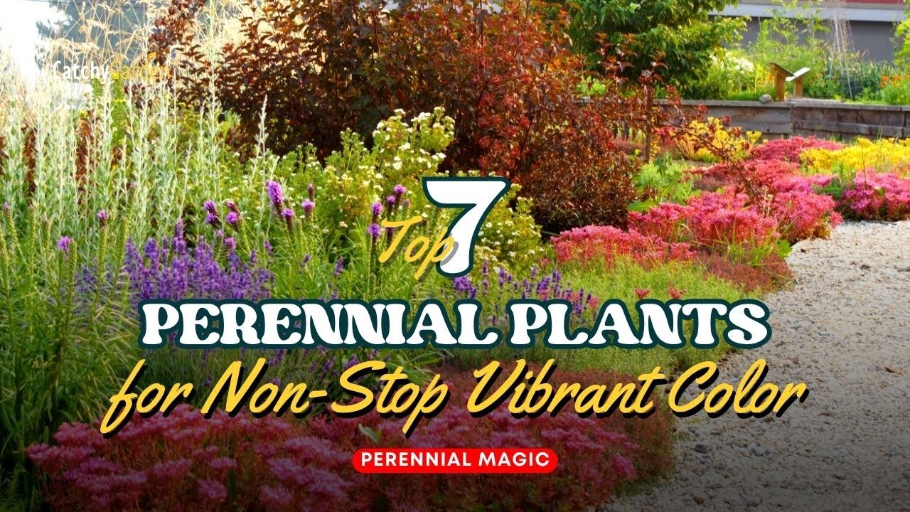 Perennial Magic: Top 7 Perennials for Non Stop Vibrant Color! 🌻☀️🌷 ...