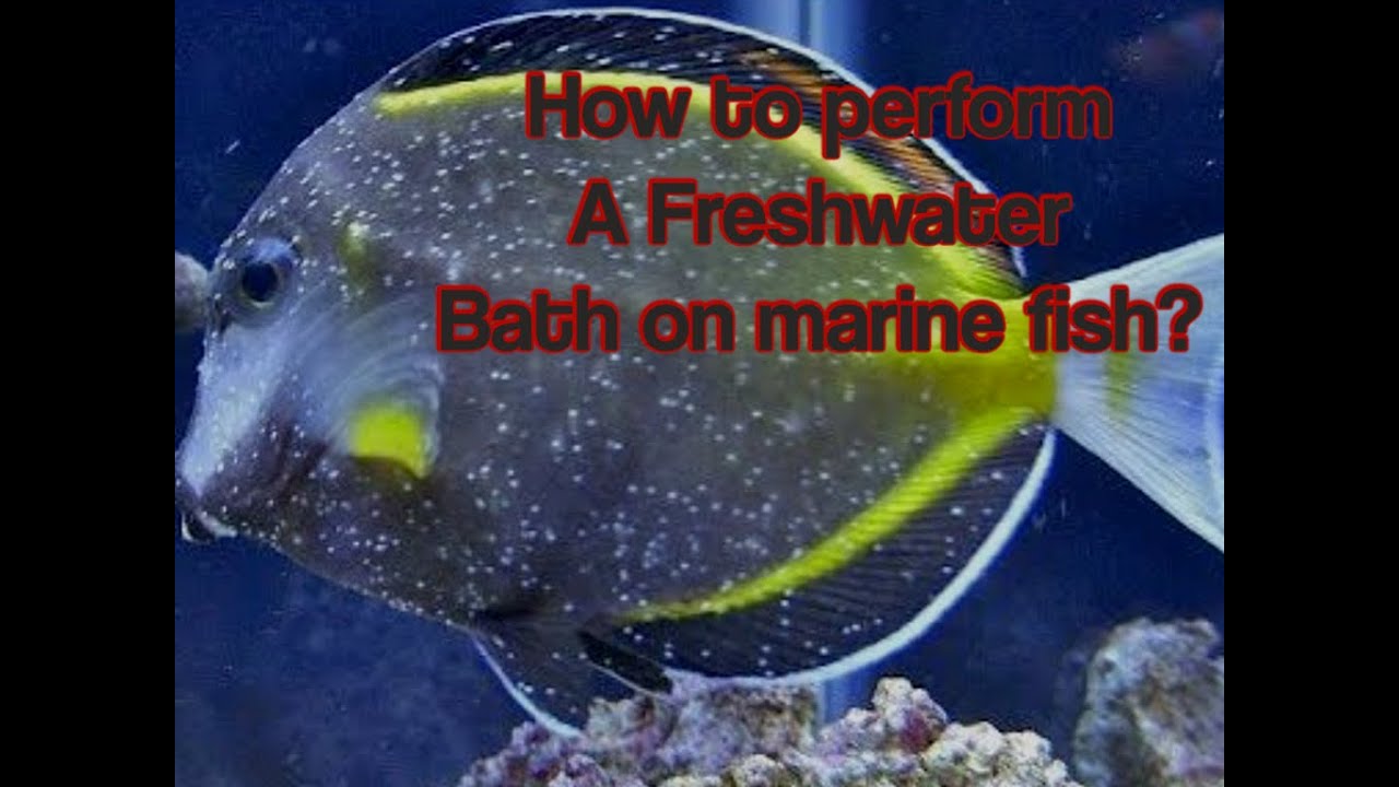 SRC Guides Ep:05 How to perform a freshwater bath on fish ? - YouTube