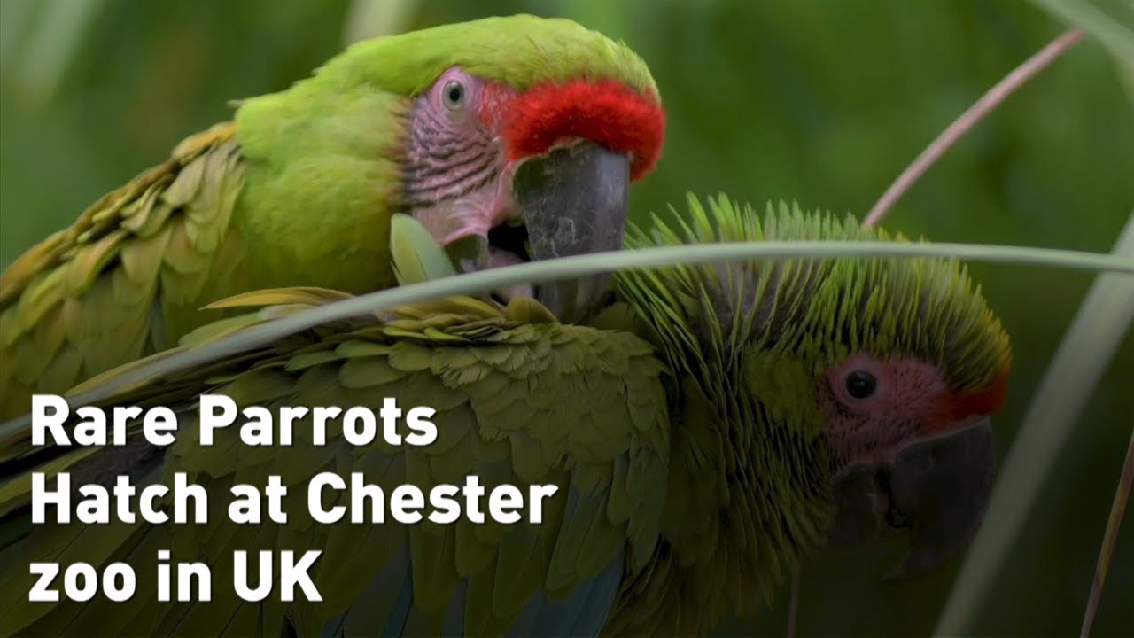 Rare parrots hatch at UK zoo - YouTube
