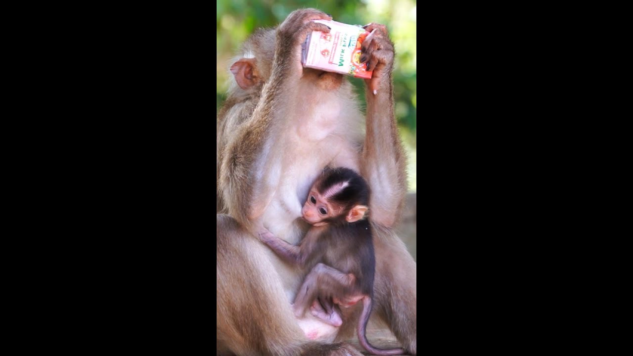 (🔴Live Now) The Life Adventure of Baby Susi With Mama Monkey Susan | A ...