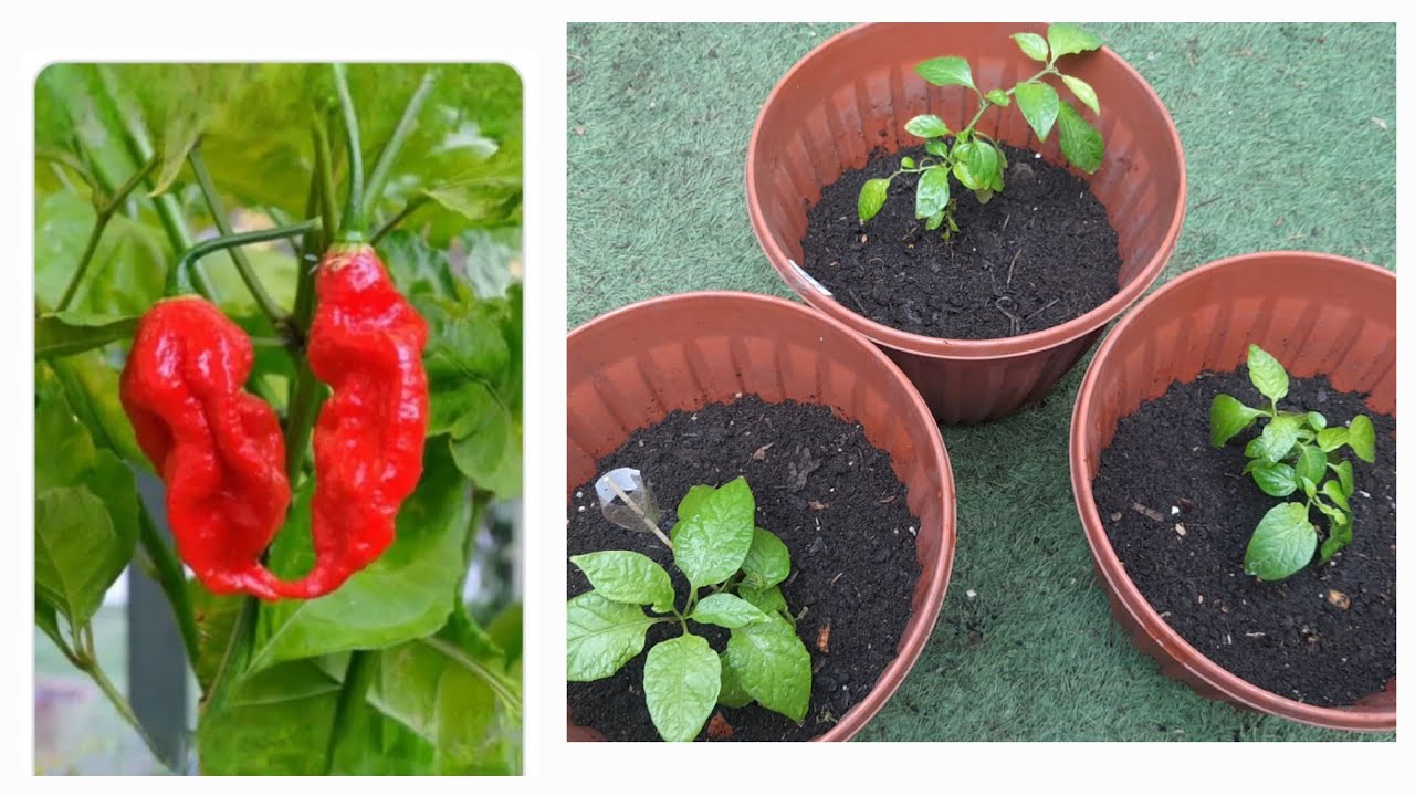 I transplanted Mumbai Naga chilli plants in bigger pot নাগা মরিচ চাষ ...