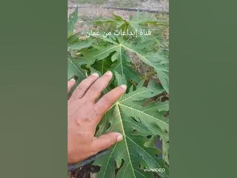 معلومات مهمة عن شجرة الفيفاي( الباباي) - YouTube