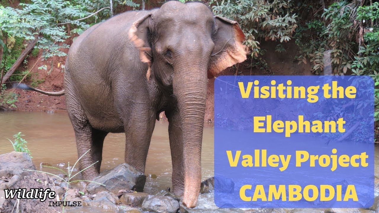 Visiting an elephant sanctuary: the Elephant Valley Project in Cambodia ...