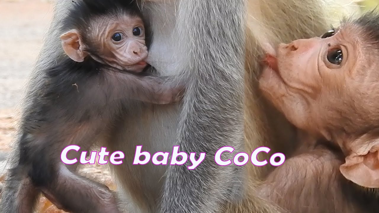 Baby CoCo look so cutest than before, CoCo get much milk from mom by ...