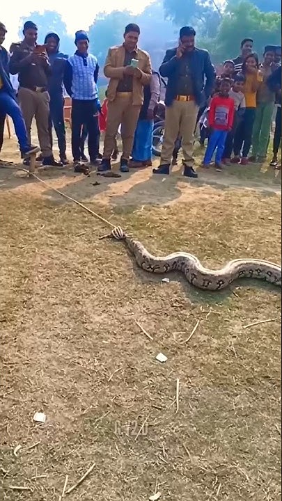 Python Dangerous Attack #shorts#youtubeshorts#trendingshorts - YouTube