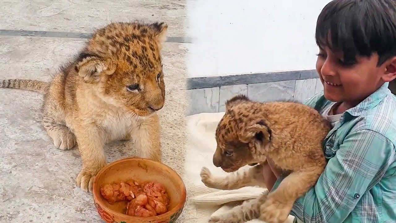 We Finally Got a LION Cub! Our Mini Zoo's Secret Revealed... - YouTube
