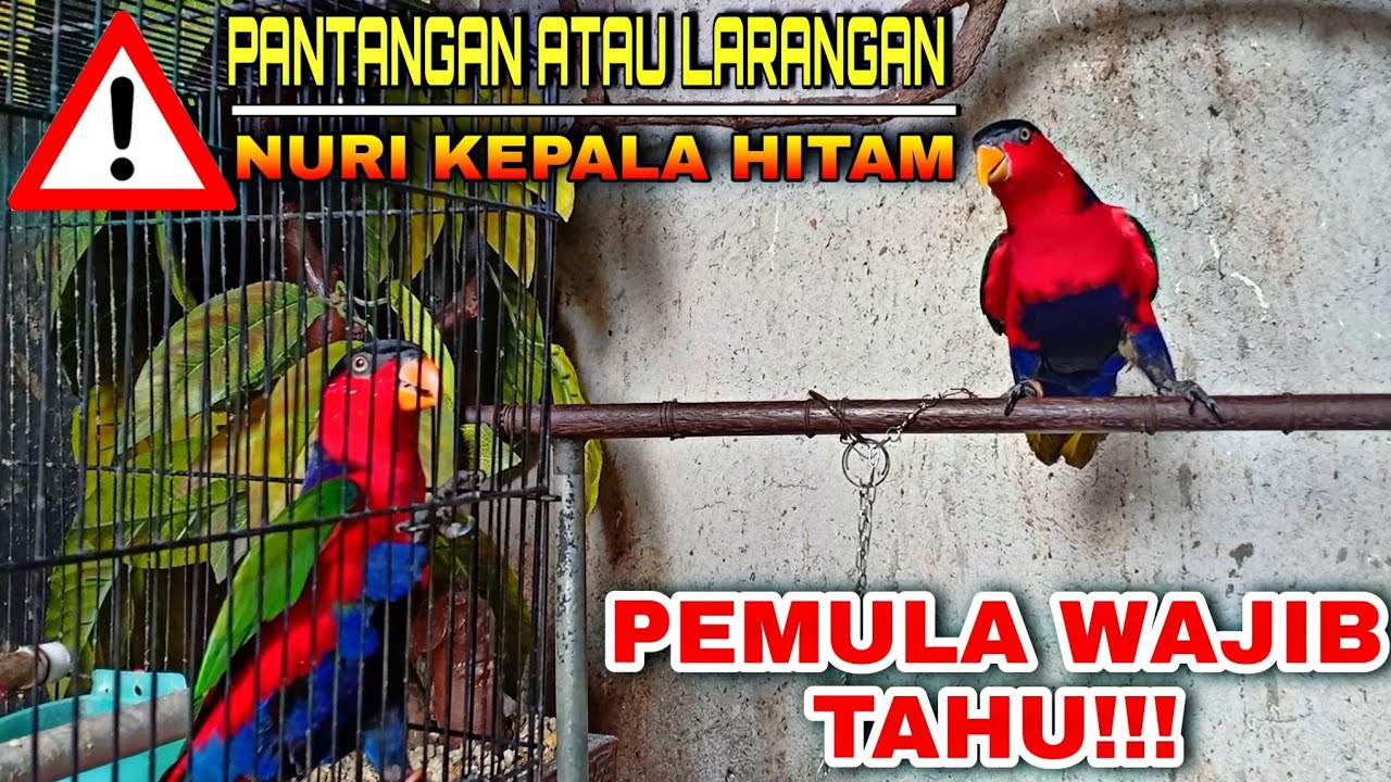 12 Hal yang harus dihindari saat memelihara dan merawat burung nuri ...