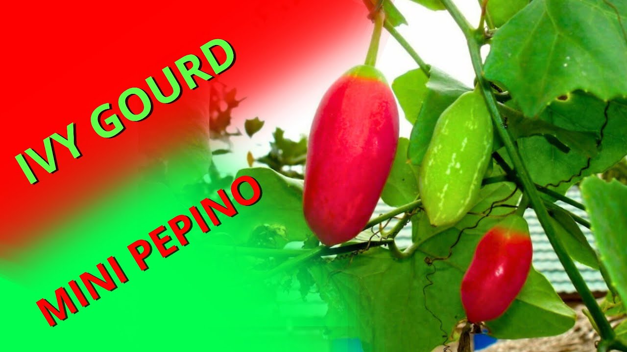 IVY GOURD, CONHEÇA ESTE MINI PEPINO E SEUS CULINÁRIOS E ORNAMENTAIS ...