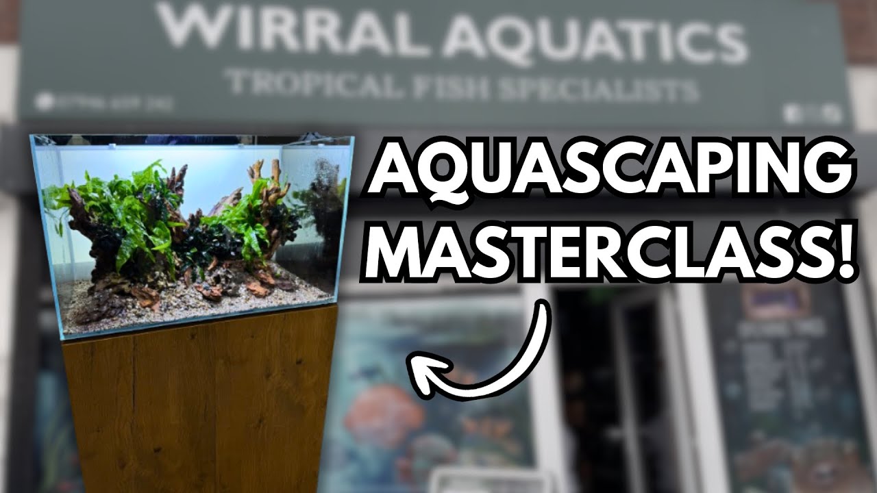 Inside a Beginner Aquascaping Workshop | Wirral Aquatics x Geordie ...