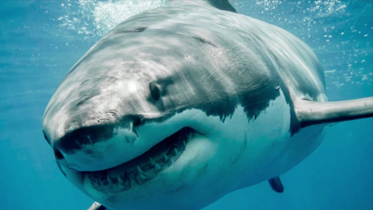 Top 5 Worlds Most Deadliest Animals YouTube top-5-worlds-most-deadliest-animals-youtube