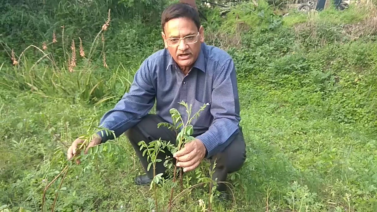 Focus on cultivated medicinal plant Liquorice ,Glycyrrhiza glabra ...