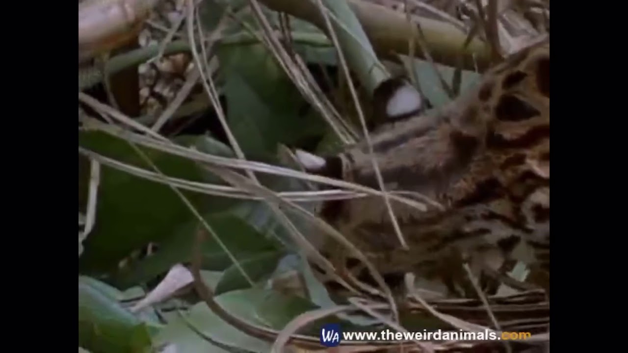 Ocelots and cute pets | National geographic documentary - YouTube