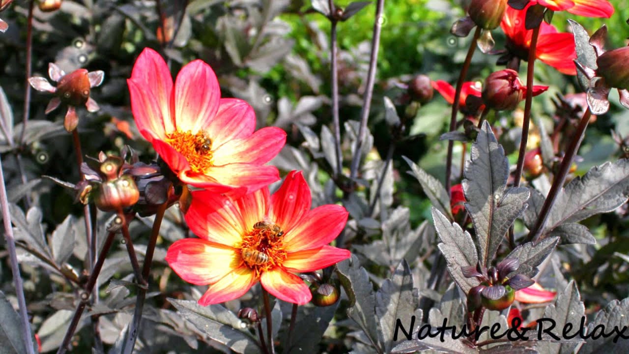 Nature & Relax Flowers Photo Slideshow with Relaxing music HD 12 🌿 ...