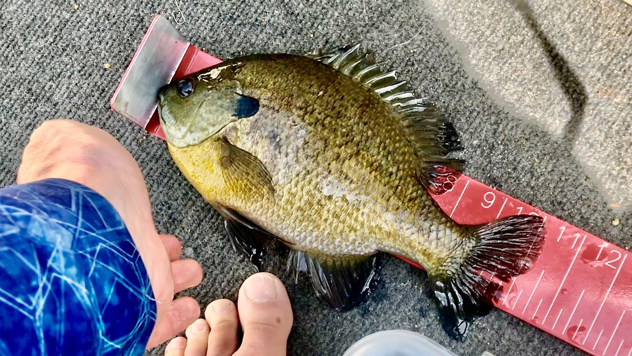 GIANT Bluegills of the Shallows! - YouTube