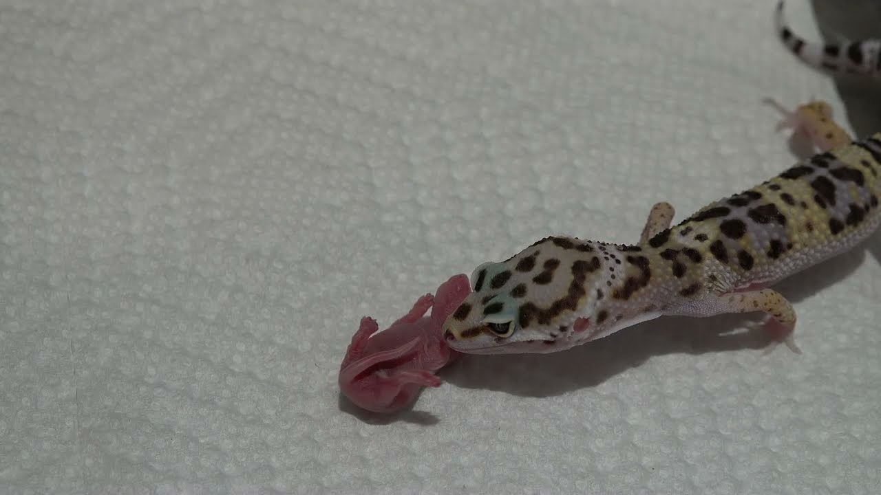 Leopard Gecko Eating Mouse