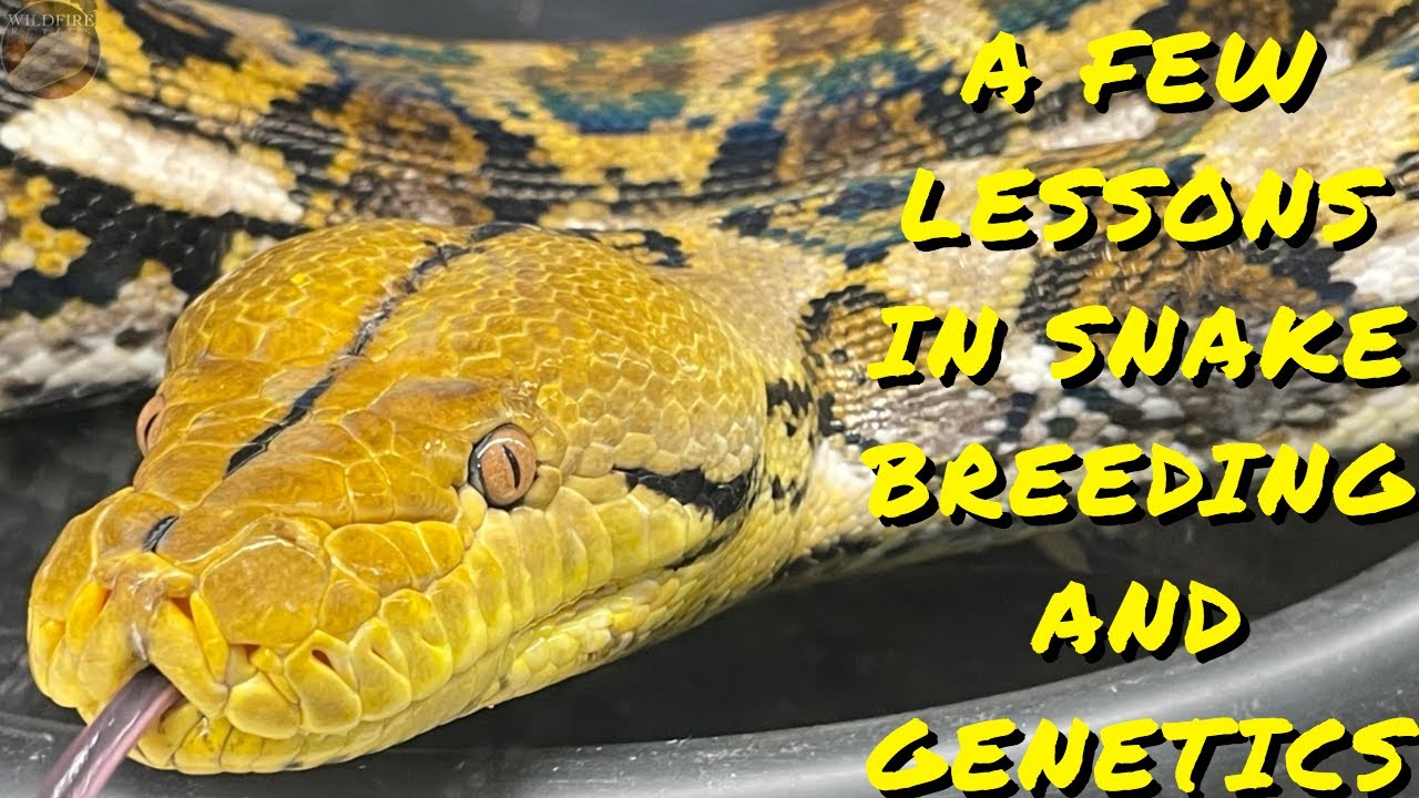 Restoring Genetics and Other Lessons On Reticulated Pythons- Guest ...