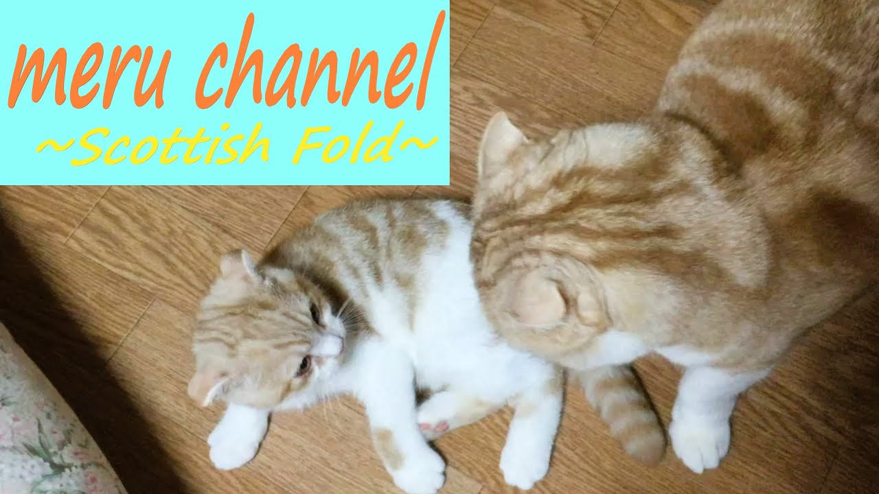 pretty! cute cat Scottish Fold ~meru~ - YouTube