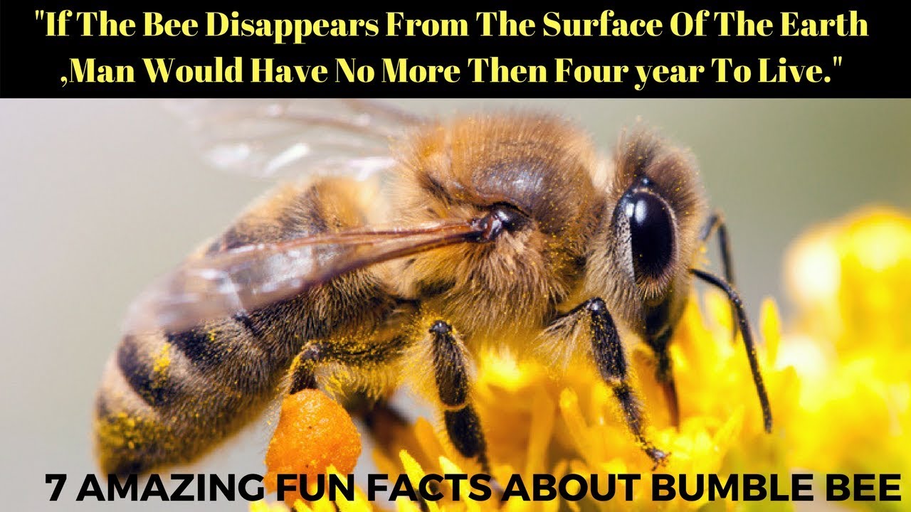 7 Truly Amazing Fun Facts About Bumble Bee For Kids That Will Blow Your 7-truly-amazing-fun-facts-about-bumble-bee-for-kids-that-will-blow-your