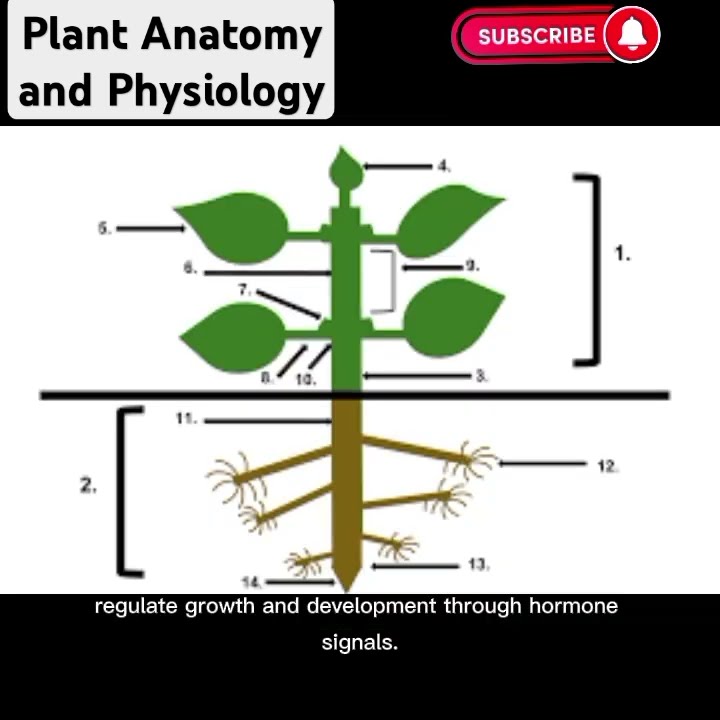 Plant Anatomy and Physiology #science #biology #agriculture - YouTube