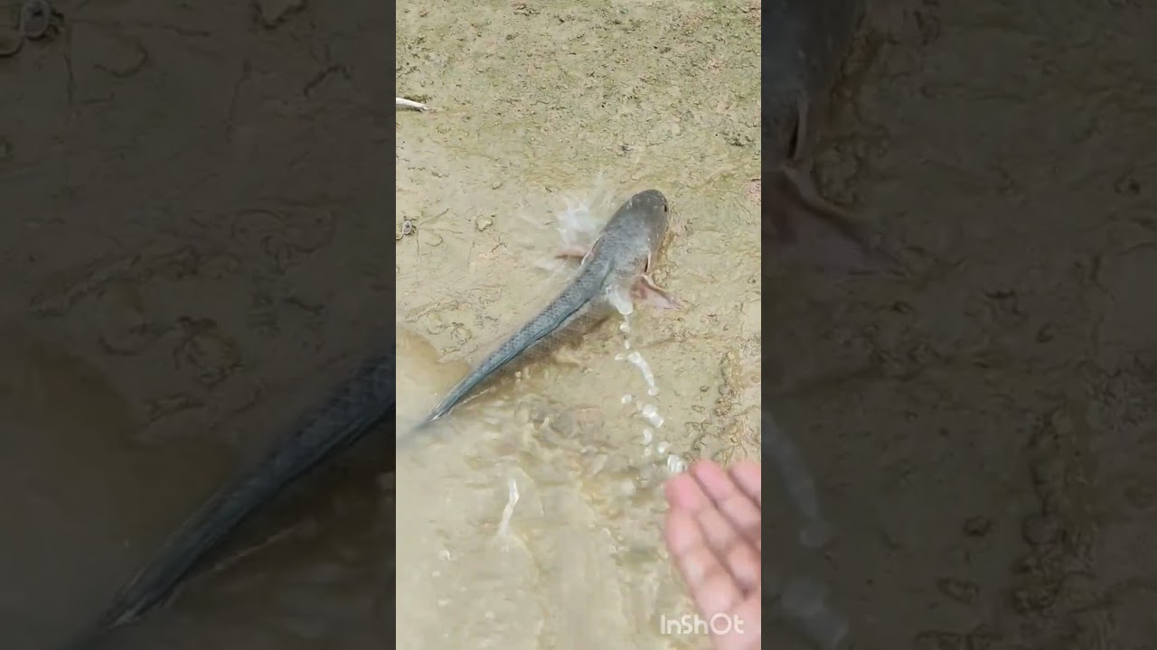 Snakehead Fish Walking Gif