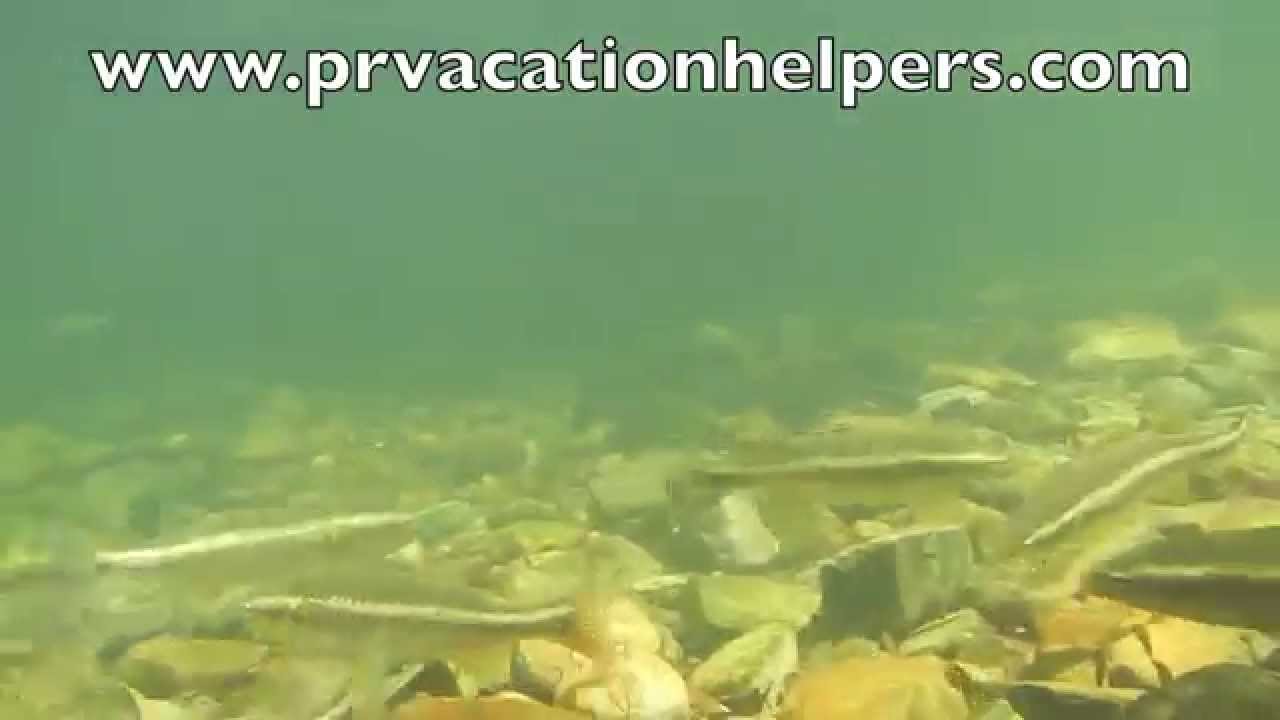 El Yunque Rainforest in Puerto Rico - Mountain Mullet - YouTube