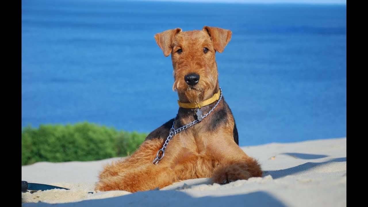 Discovering the Airedale Terrier💥Common Characteristics and Traits💙 ...