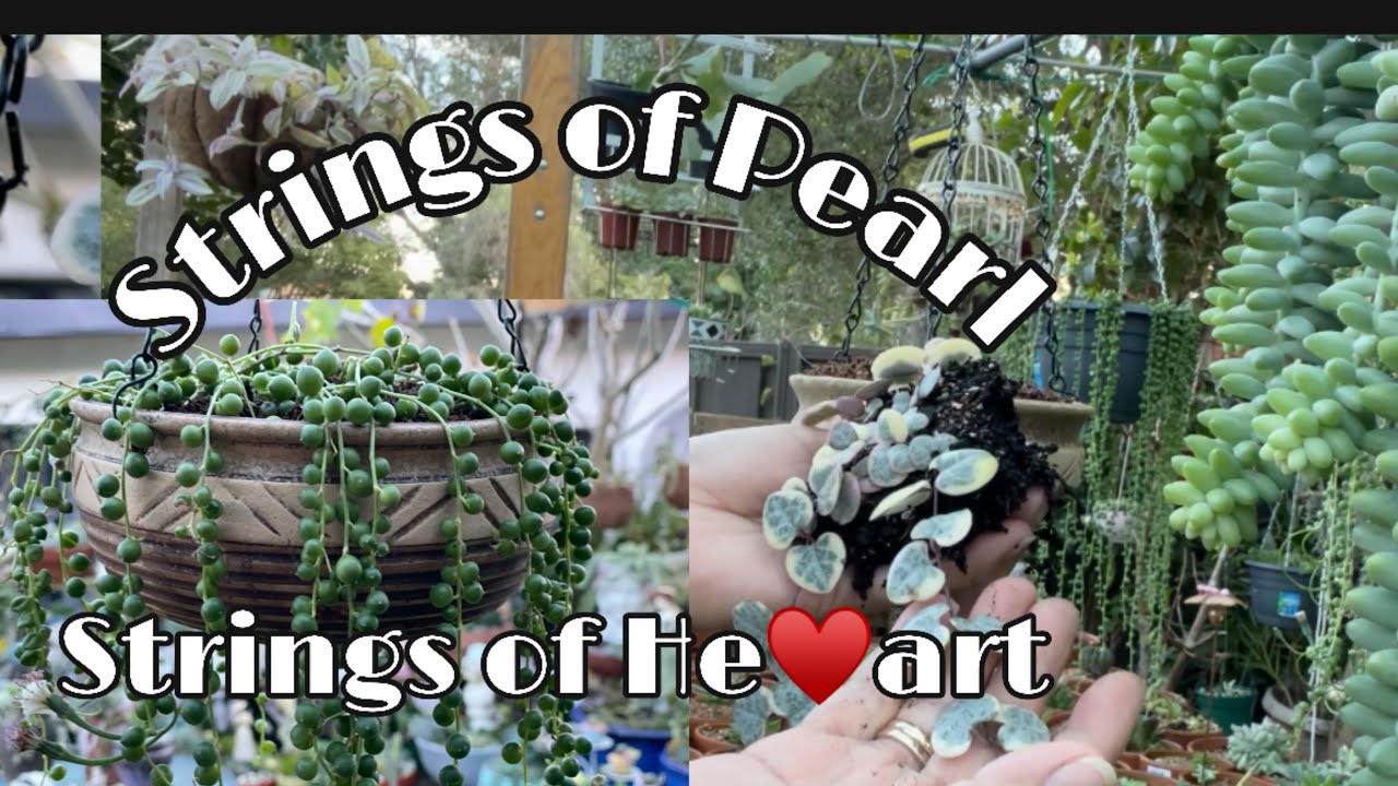 Repotting String of Pearls and Strings Heart - YouTube