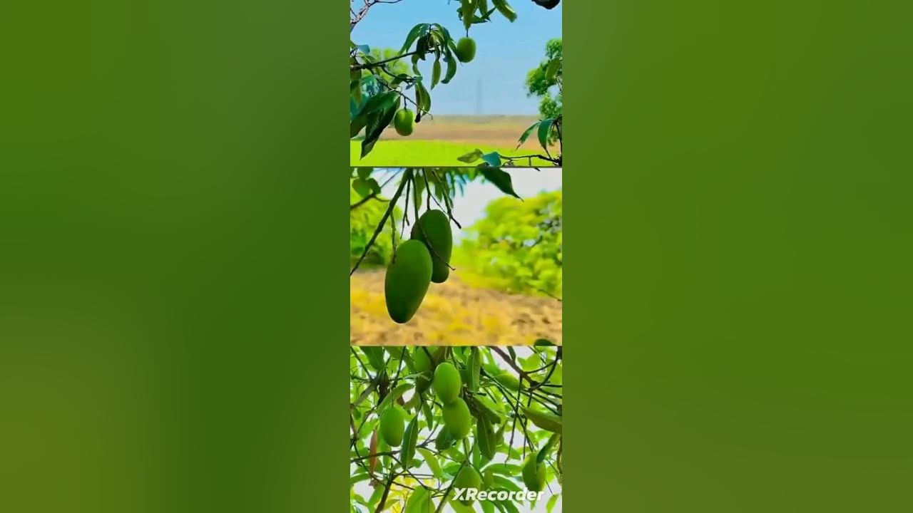 Short Song YouTube short-song-youtube