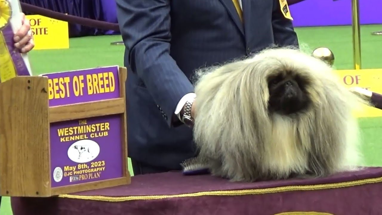 Pekingese Westminster dog show 2023 - YouTube