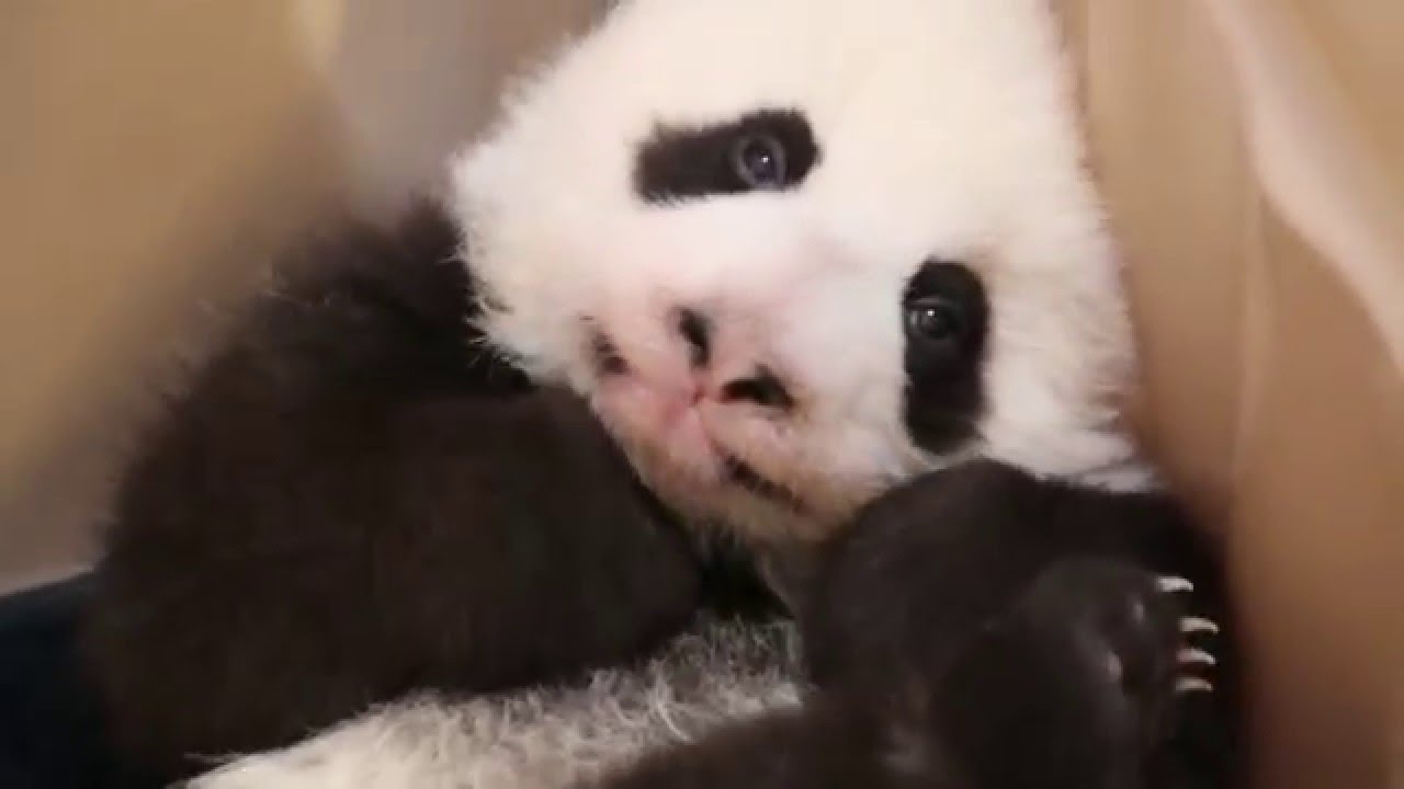 Toronto Zoo Giant Panda Cub at 12 Weeks - YouTube
